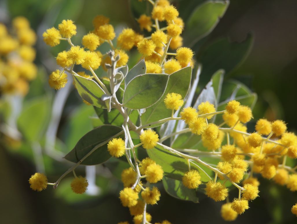 Australian Native Plants – DMV Nursery and Gardens