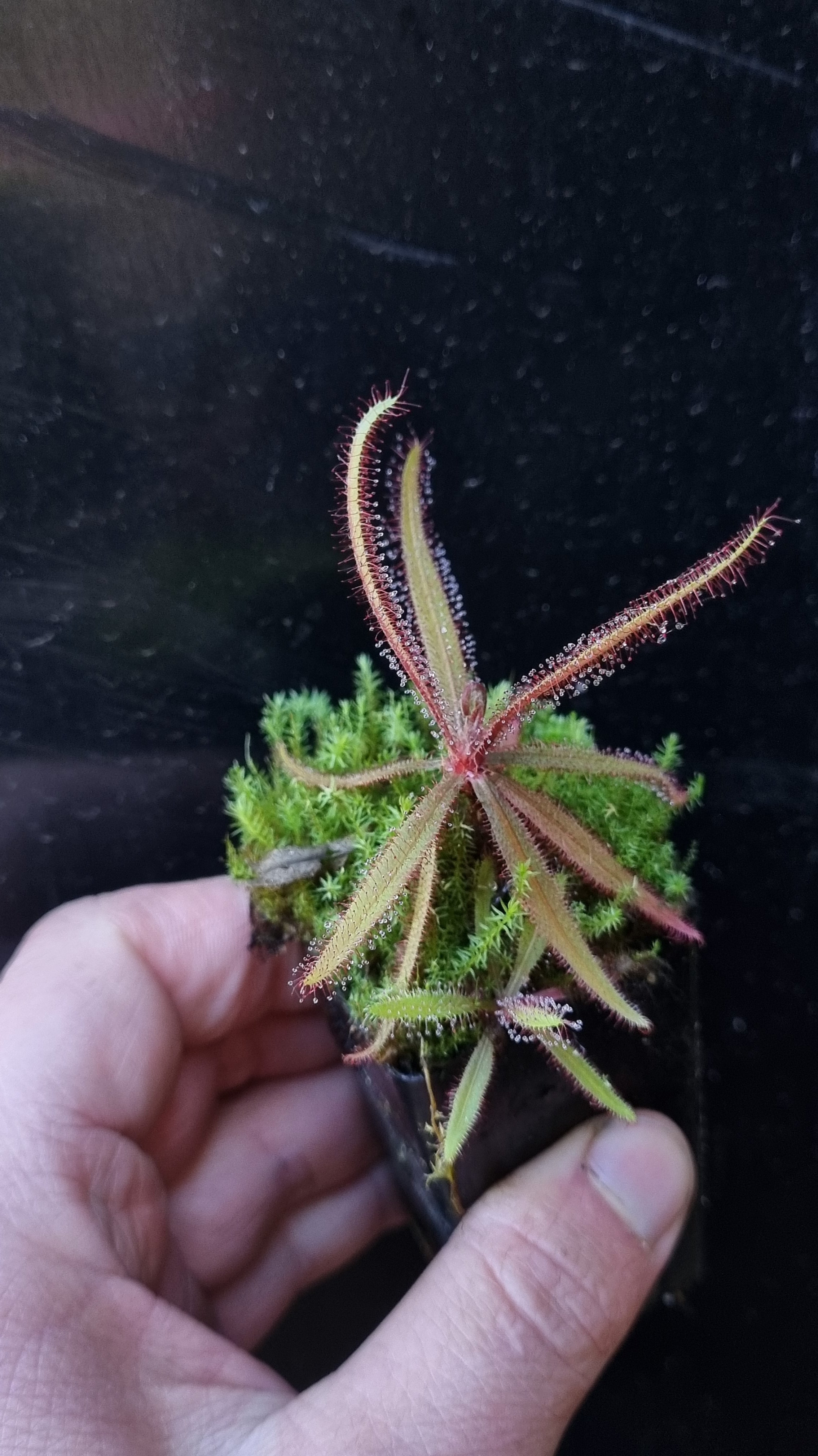 Drosera adelae – DMV Nursery and Gardens