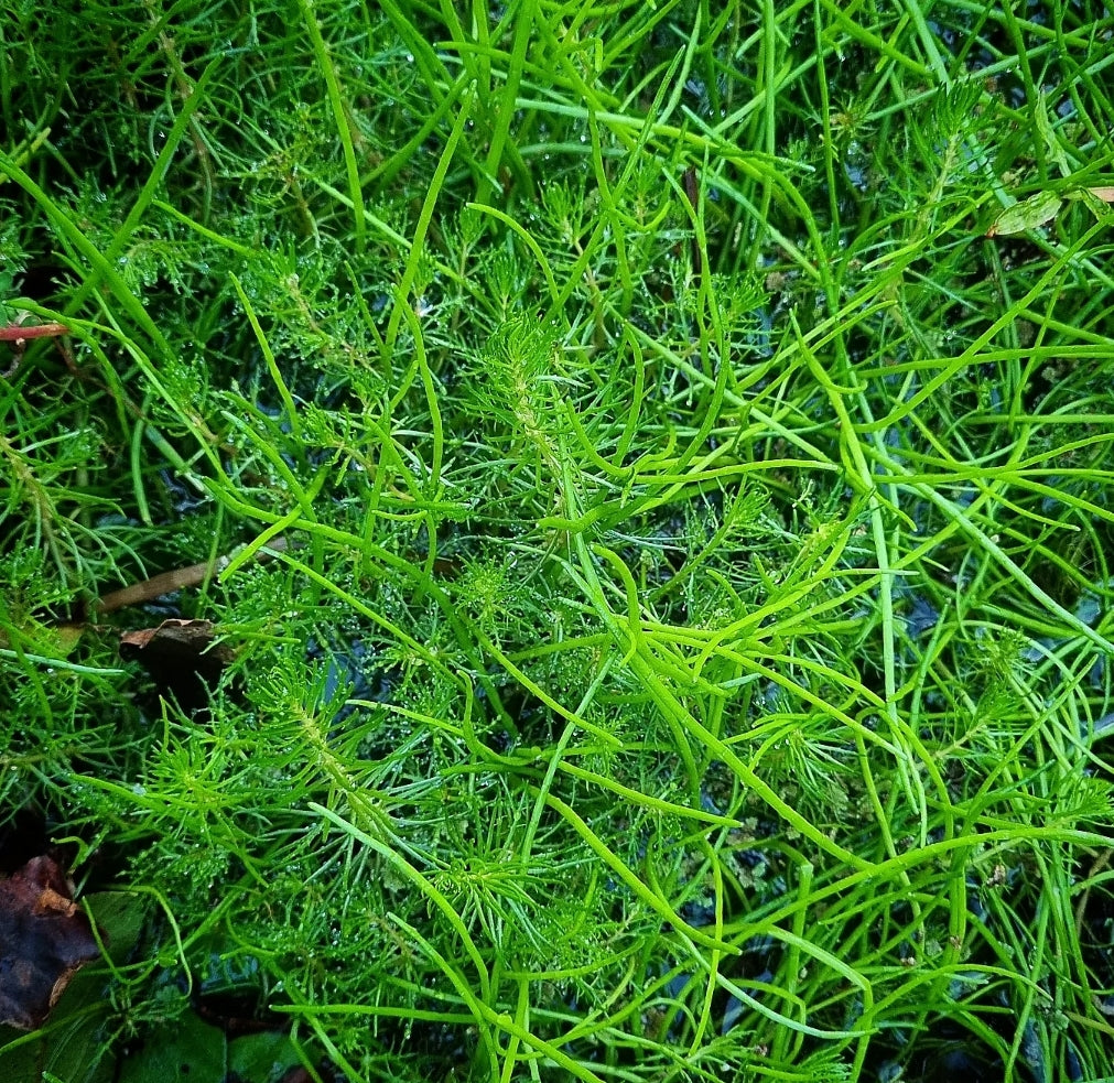 Myriophyllum variifolium & Lilaeopsis polyantha clump – DMV Nursery and ...