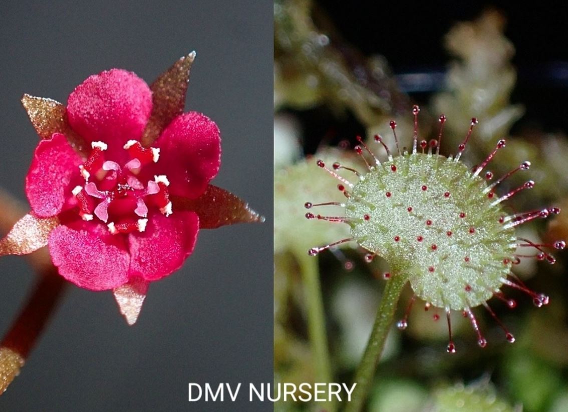Drosera prolifera The Hen and Chicks Sundew – DMV Nursery and Gardens