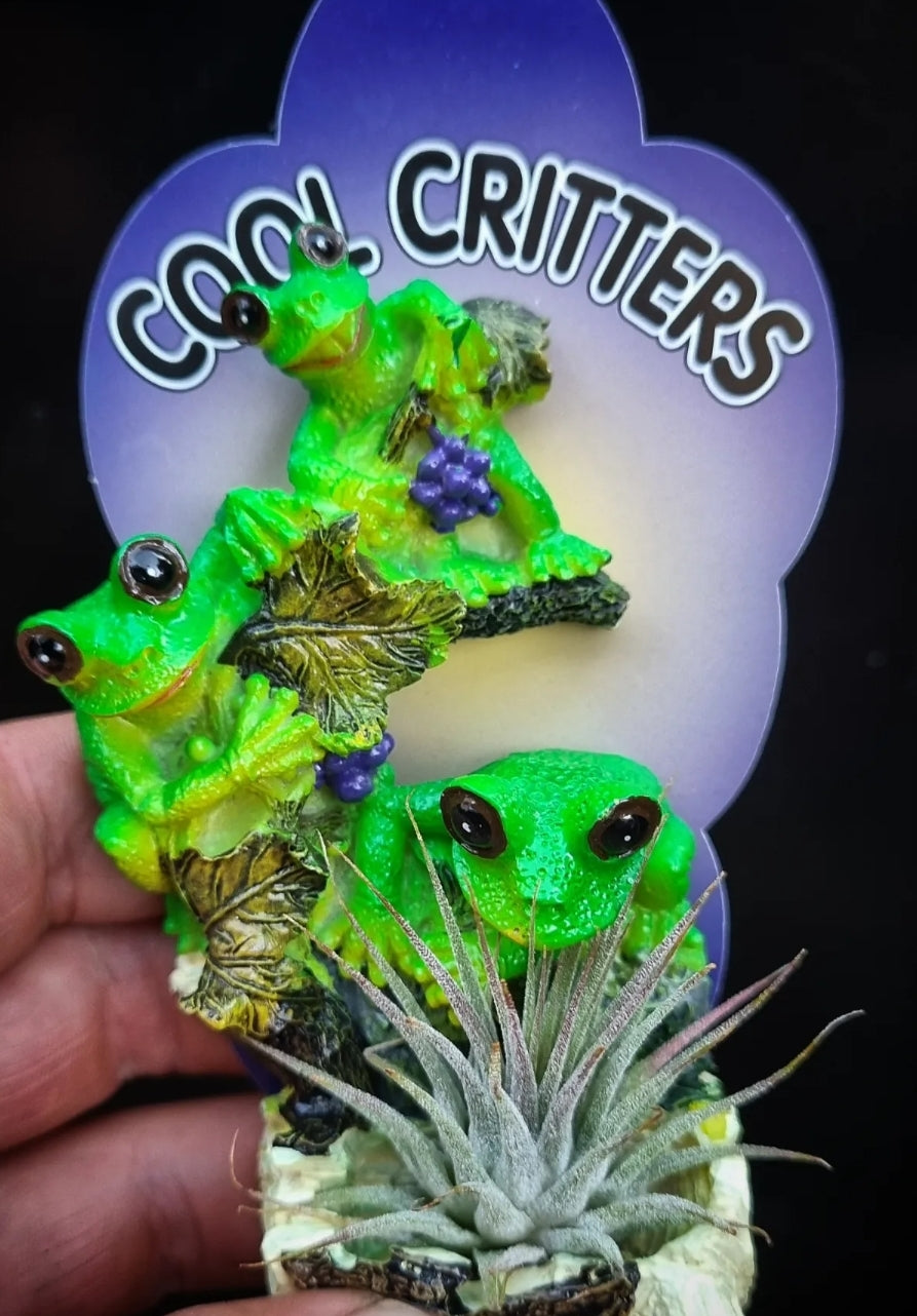 Fridge Magnet Air Plant Tree Frogs – DMV Nursery and Gardens
