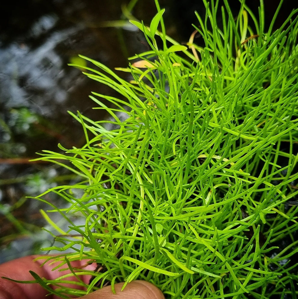 Lilaeopsis polyantha DMV 287 – DMV Nursery and Gardens